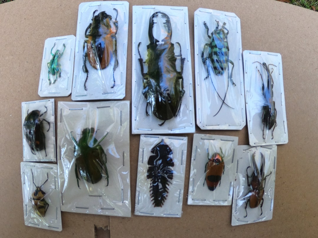 11 Insects Beetles Pre-mounted Full Data on Reverse Side Largest is 3 ...