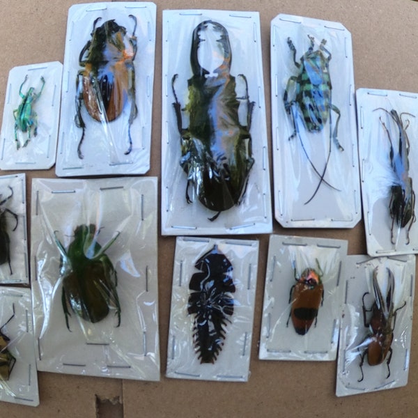 Mounted Insects - Etsy