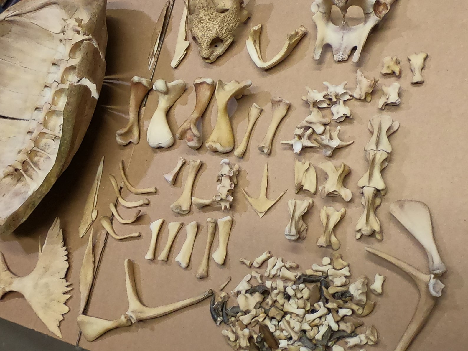 Snapping Turtle Skeleton Full Data Beautiful Specimen Complete Cleaned ...