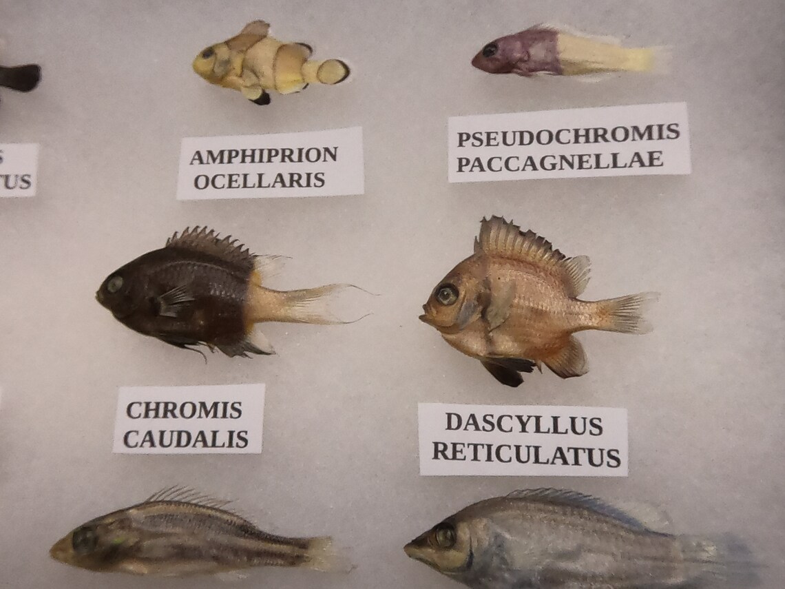 9 Tropical Fish Mounted Full Data Riker Measures 6 Inches by 8 Inches ...