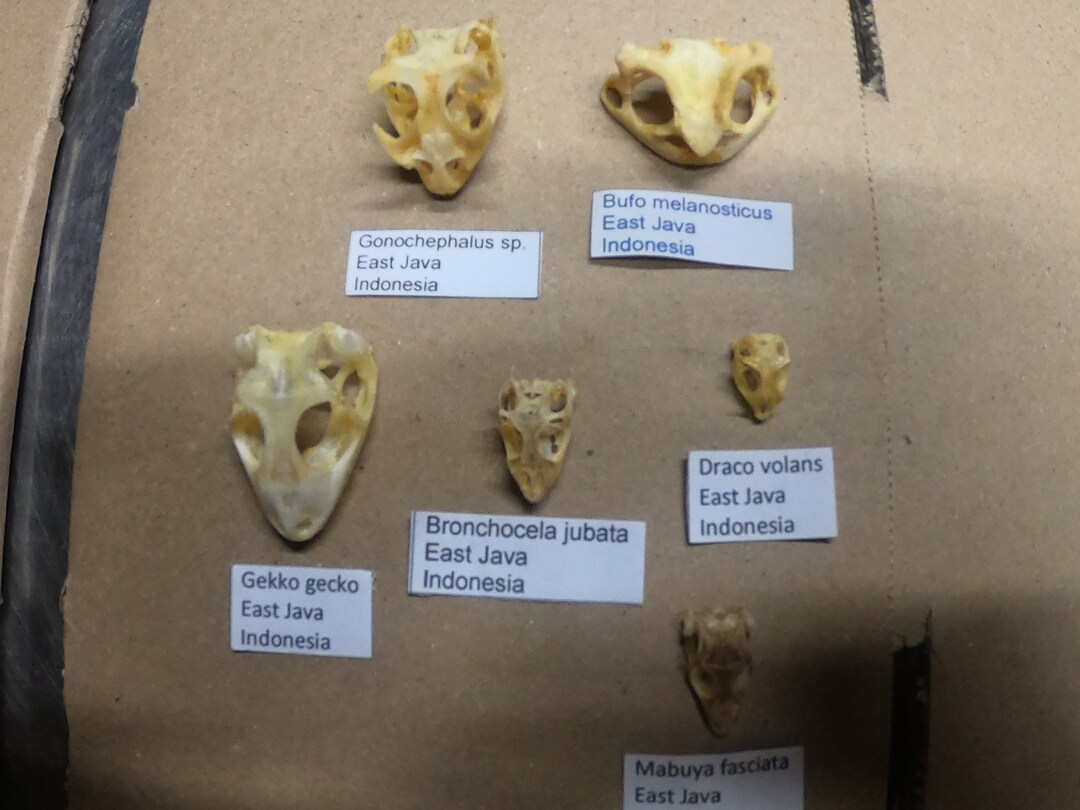 5 Lizard Skulls and One Toad Skull, Full Data Tags, Perfect Specimens ...
