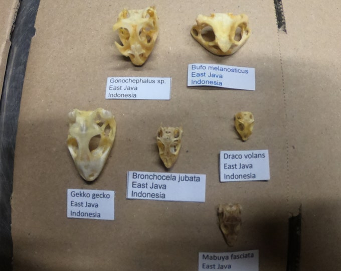 5 Lizard Skulls and One Toad Skull, Full Data Tags, Perfect Specimens ...