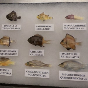 9 Tropical Fish Mounted Full Data Riker Measures 6 Inches by 8 Inches ...