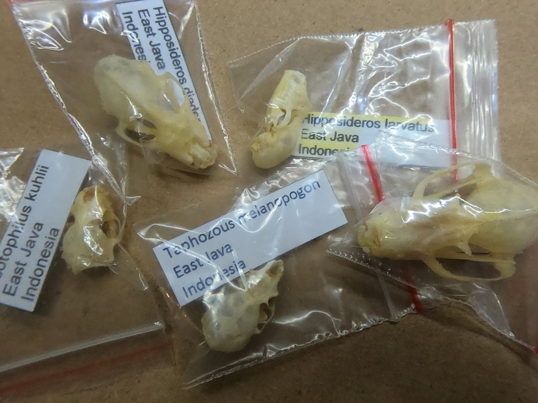 5 Bat Skulls, All A-1 Different Species Full Data - Etsy