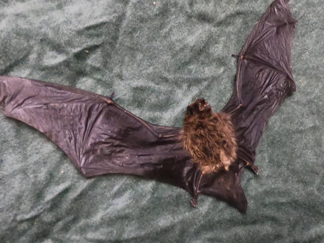 Bat Dried Perfect Full Data Pipistrellus Javanicus Beautiful - Etsy