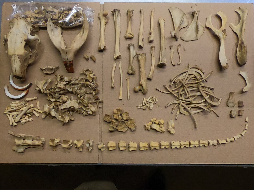 Nutria Skeleton Full Data Beautiful Specimen Complete Cleaned With ...