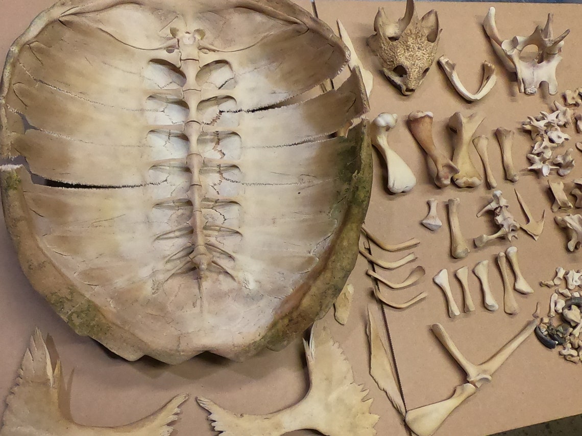 Snapping Turtle Skeleton Full Data Beautiful Specimen Complete Cleaned ...