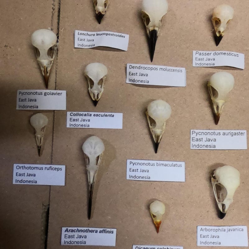 Bird Skull - Etsy