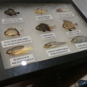 9 Tropical Fish Mounted Full Data Riker Measures 6 Inches by 8 Inches ...