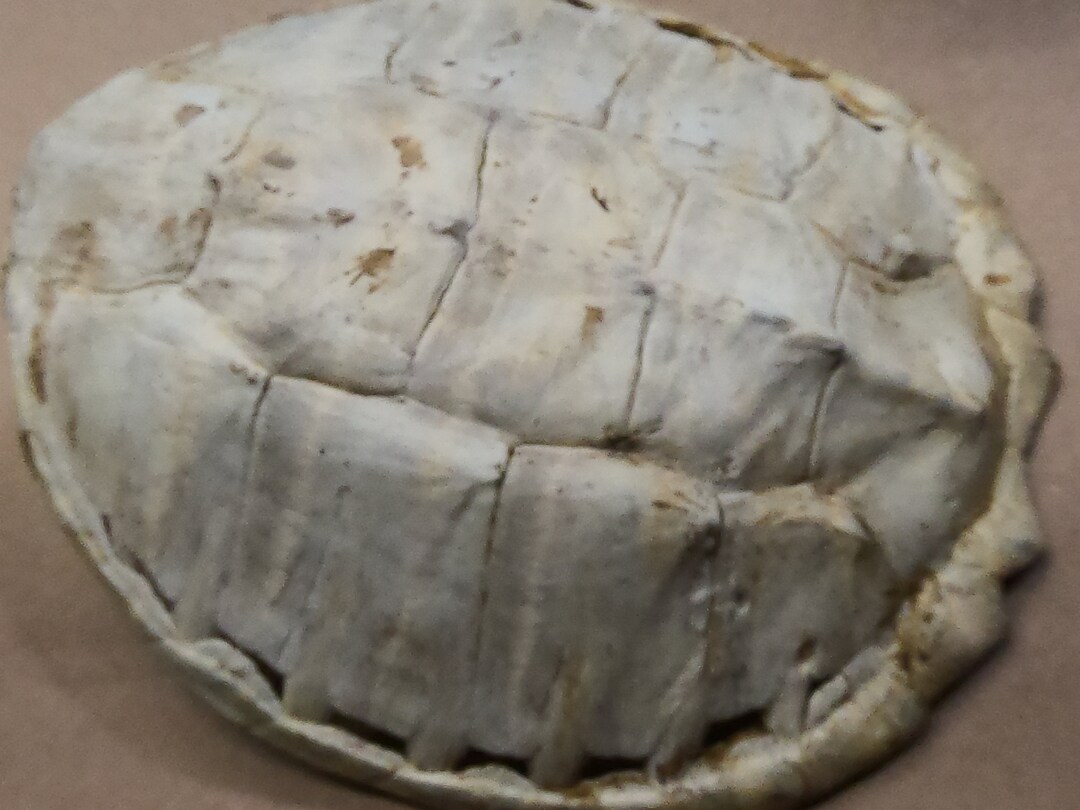 Turtle Shell 9 1/2 Inches Across the Arch and 9 Inches Anterior to ...