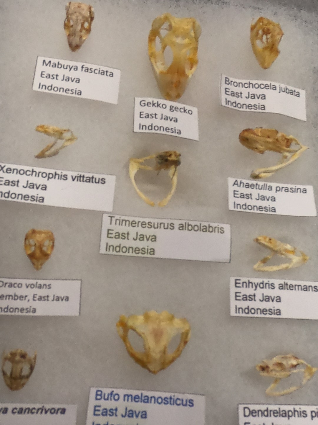 11 Reptile Skulls, Snakes Frog Toad All A-1 Different Species Full Data ...