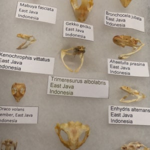 11 Reptile Skulls, Snakes Frog Toad All A-1 Different Species Full Data ...
