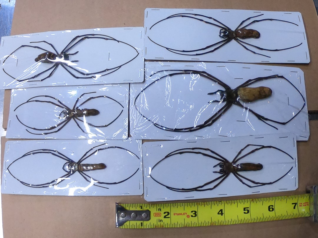 6 Spiders Pre-mounted Full Data 7 Inches Across Nephila Maculata HUGE ...