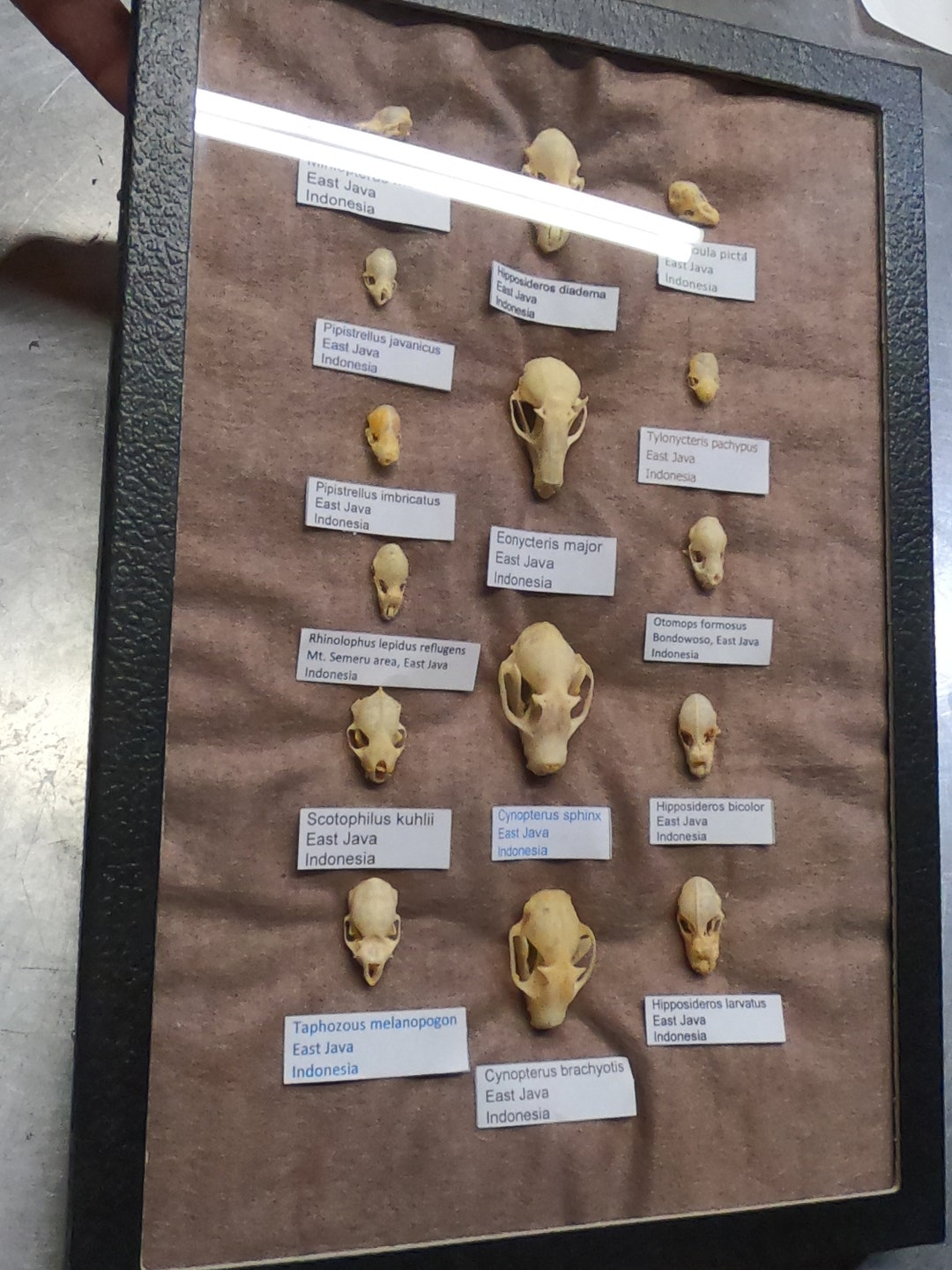 15 Bat Skulls All Different Species Full Data 8X12 Riker Mount - Etsy