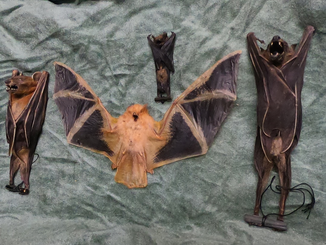 4 Bats All Perfect Different Species Dried Full Collection - Etsy