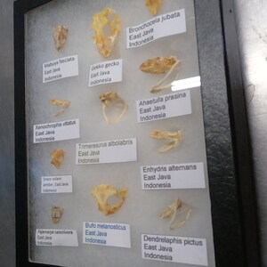 11 Reptile Skulls, Snakes Frog Toad All A-1 Different Species Full Data ...