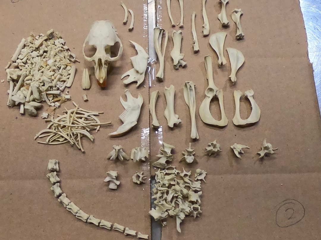 Muskrat Skeleton Full Data Beautiful Specimen Complete Cleaned With ...