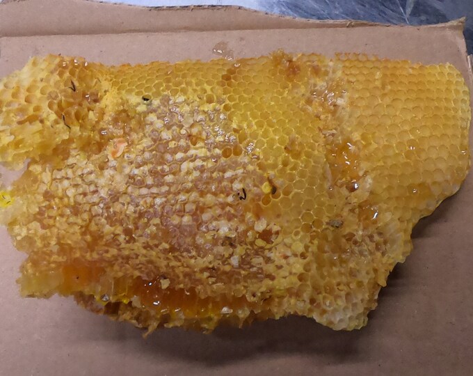 Wild Honey Comb Wax Bee Nest 10 Inches Across. Wild Honey Present in ...