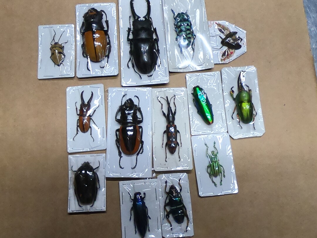 14 Beetles Pre-mounted Full Data 3 1/4 Inches - Etsy