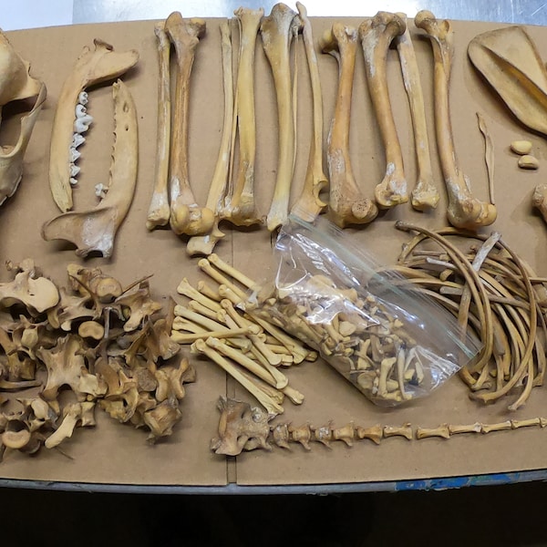 Coyote Skeleton - Etsy