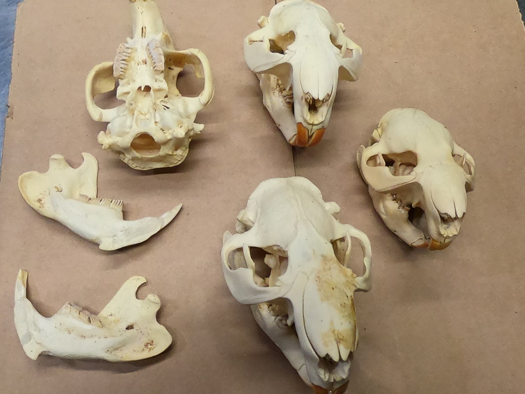 4 Beaver Skulls, Clean, Perfect Castor Canadensis 5 1/4 Inches Across ...