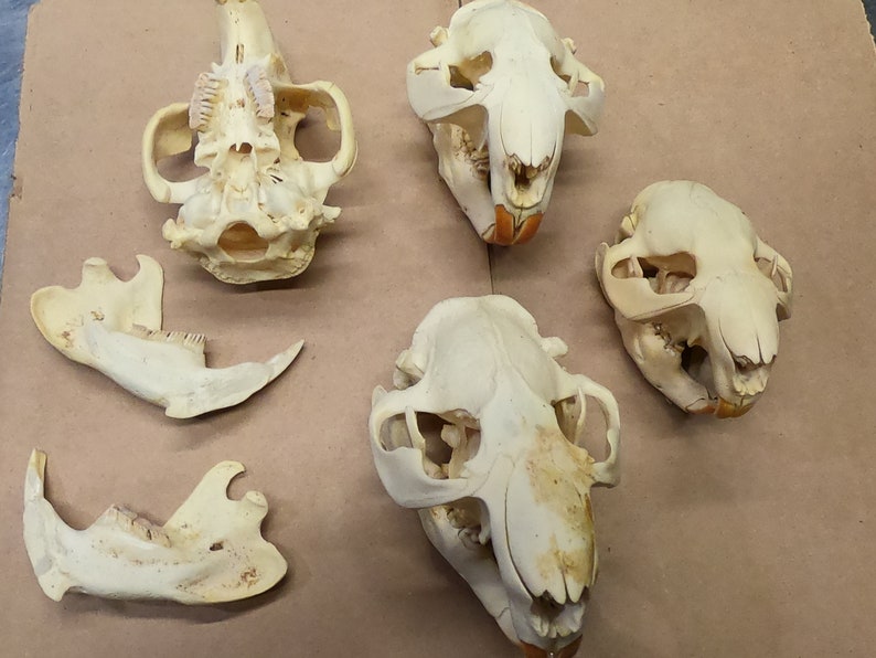 4 Beaver Skulls, Clean, Perfect Castor Canadensis 5 1/4 Inches Across ...