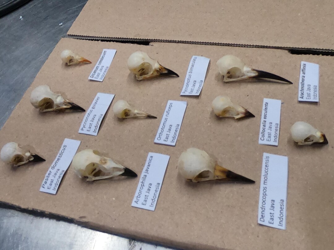 10 Bird Skulls, All A-1 Different Species Full Data - Etsy