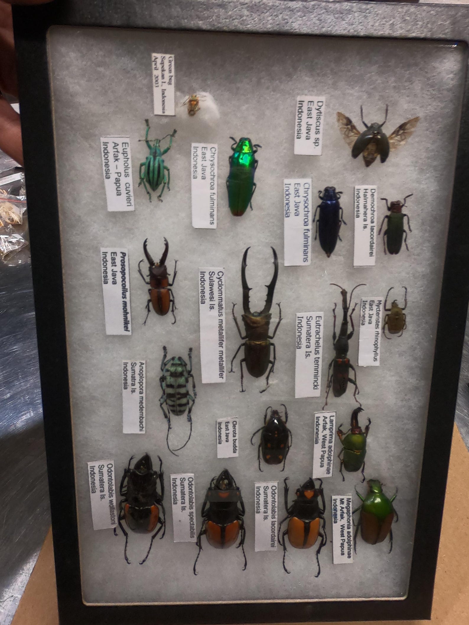17 Insects Beetles Pre-mounted Full Data Largest is 3 Inches Beautiful ...