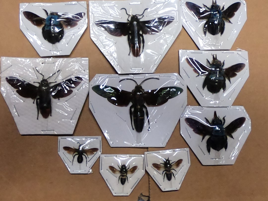 10 Insects Pre-mounted Full Data 2 3/4 Inches Bees and Wasps - Etsy