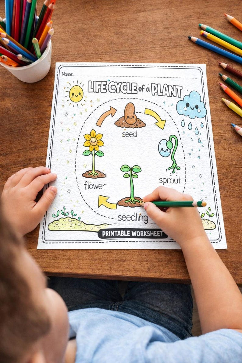 Plant Life Cycle | Spring | Printable - Etsy Canada