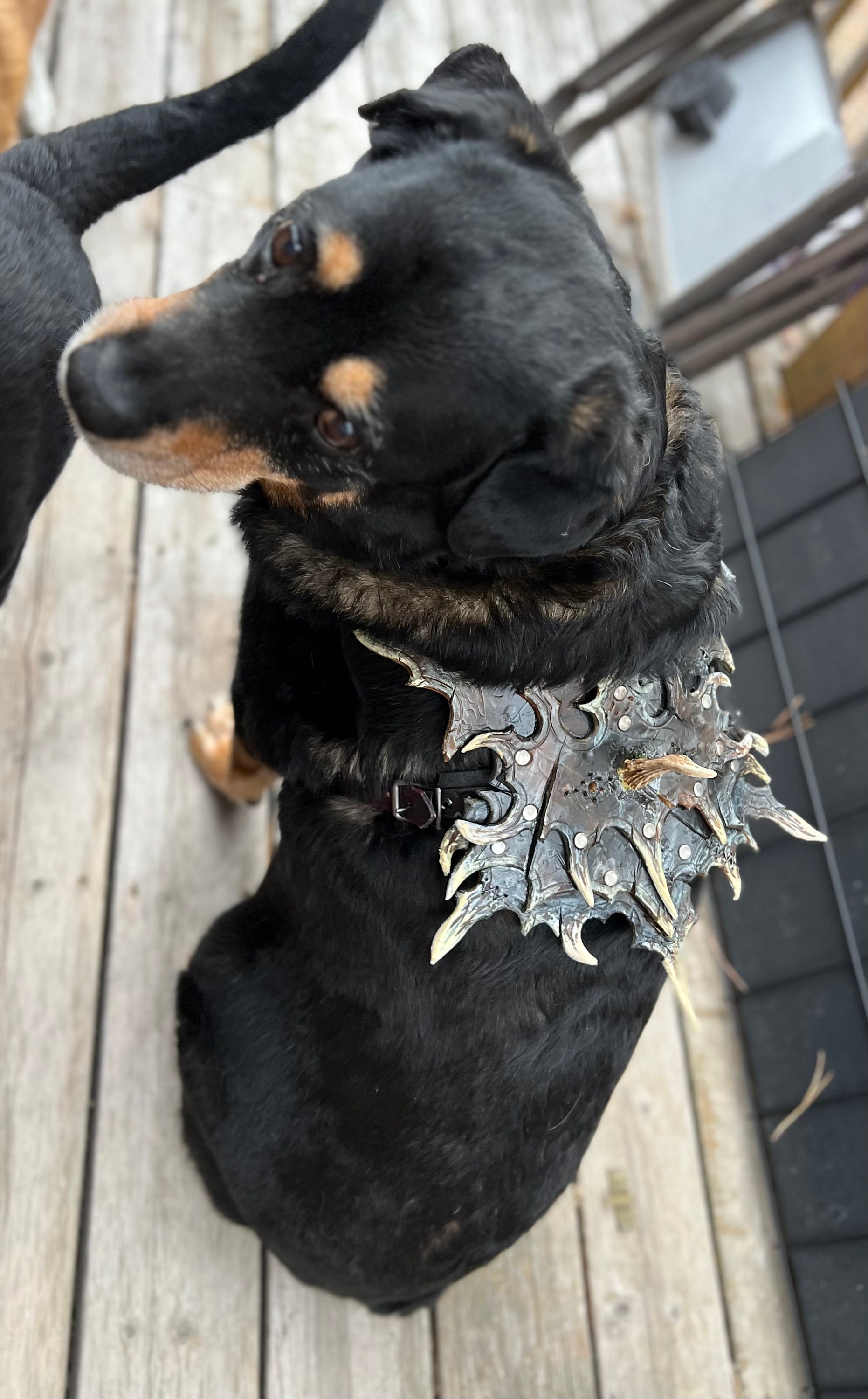 Leather Doggy Armor With Real Antler - Etsy