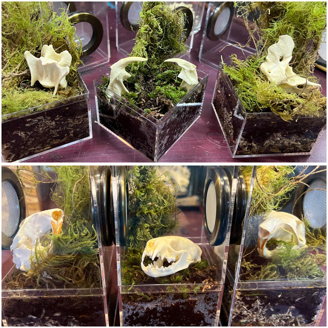 Skull & Bones Bioactive Jumping Spider Enclosure Medium Size - Etsy