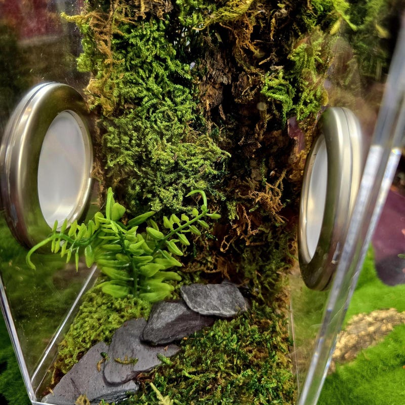 Jumping Spider Enclosure - Etsy