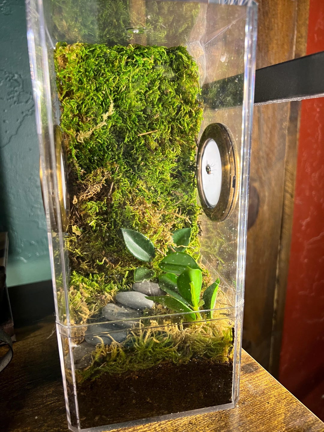 Bioactive Jumping Spider Enclosure Large Size Add Your Own Decor - Etsy