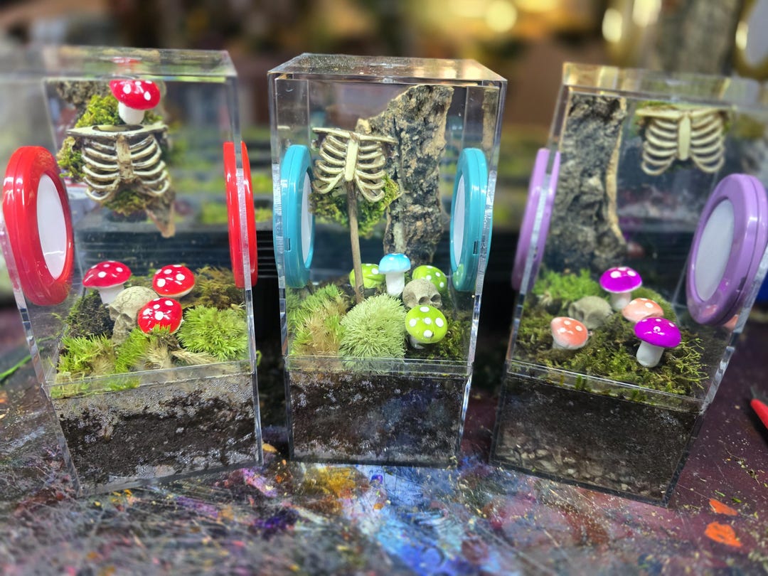 Ribcage Spidey Hidey Bioactive Jumping Spider Enclosure Medium Size - Etsy