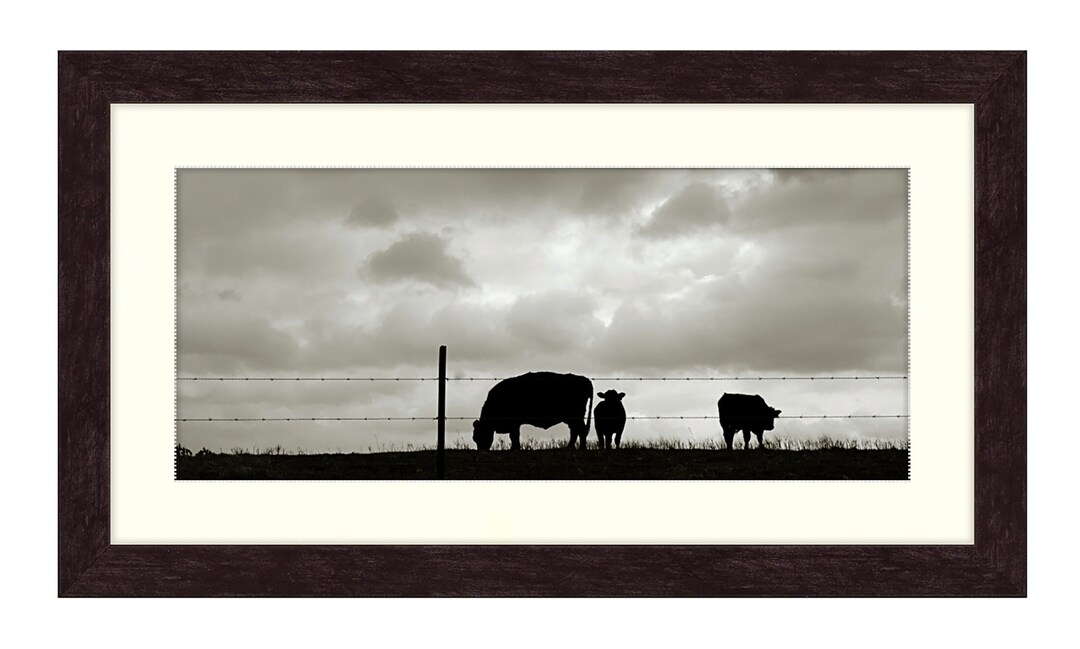 Cows on the Moo, Cow Art, Black and White Photograph Giclee Print ...