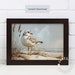 Cute Piping Plover on the Beach Printable Wall Art, Neutral Coastal ...