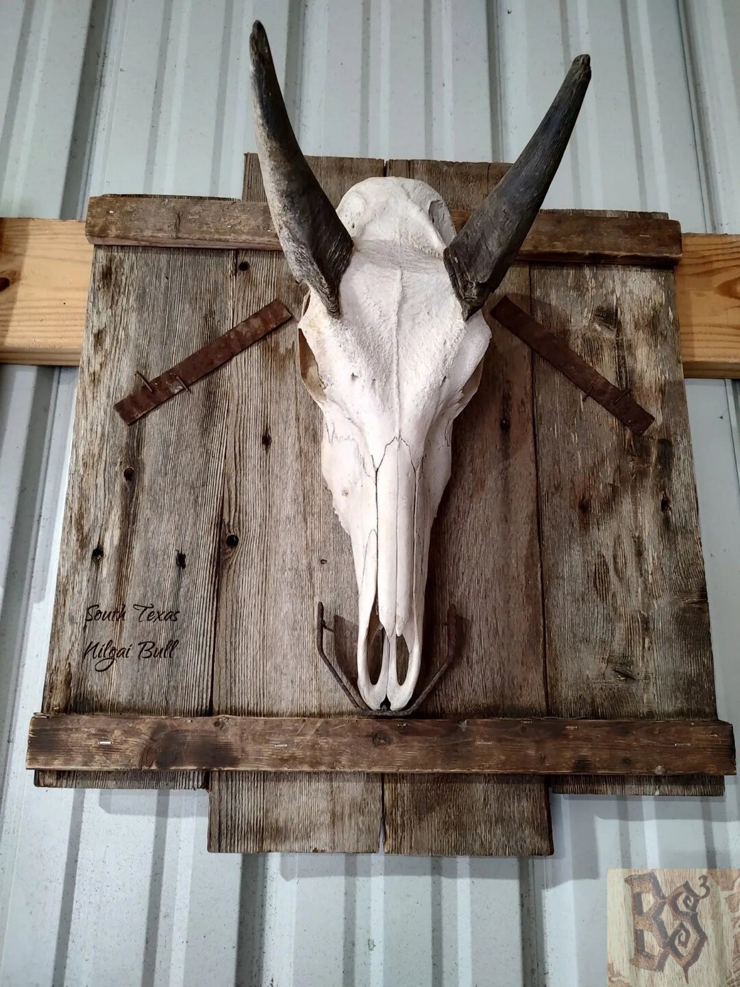 Rustic Wall Mounted Nilgai Skull on Reclaimed Wood With - Etsy