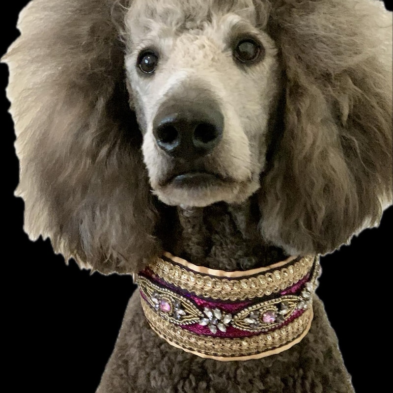 Poodle Dog Collar - Etsy