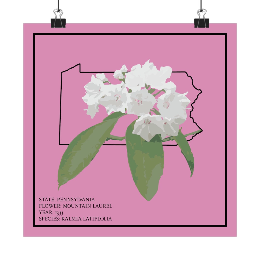 Pennsylvania Mountain Laurel Art Print: State Flower Poster - Etsy