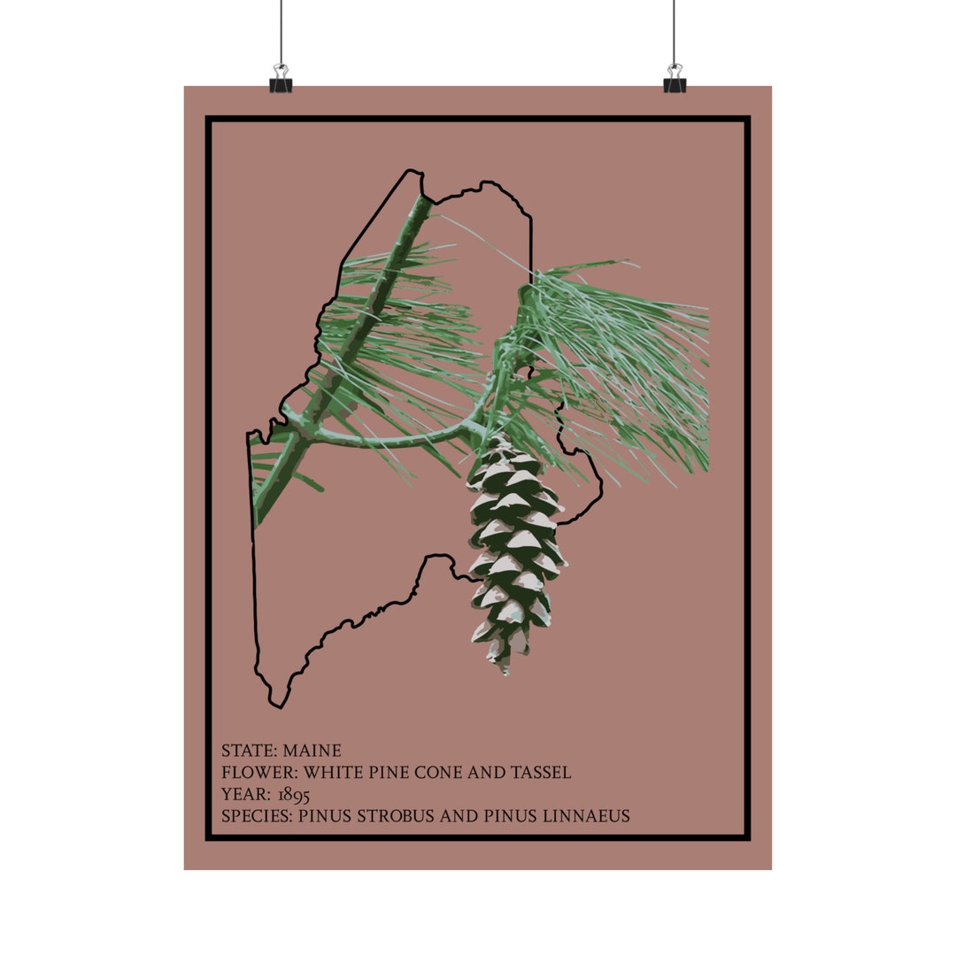 Maine State Flower Print: Pine Cone and Tassel Poster - Etsy