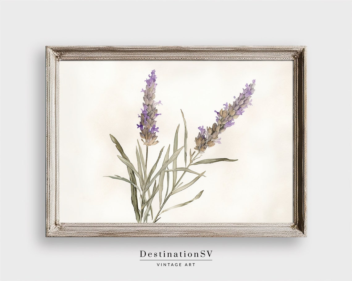 Vintage Lavender Sketch, Botanical Print, Digital Printable, Vintage ...
