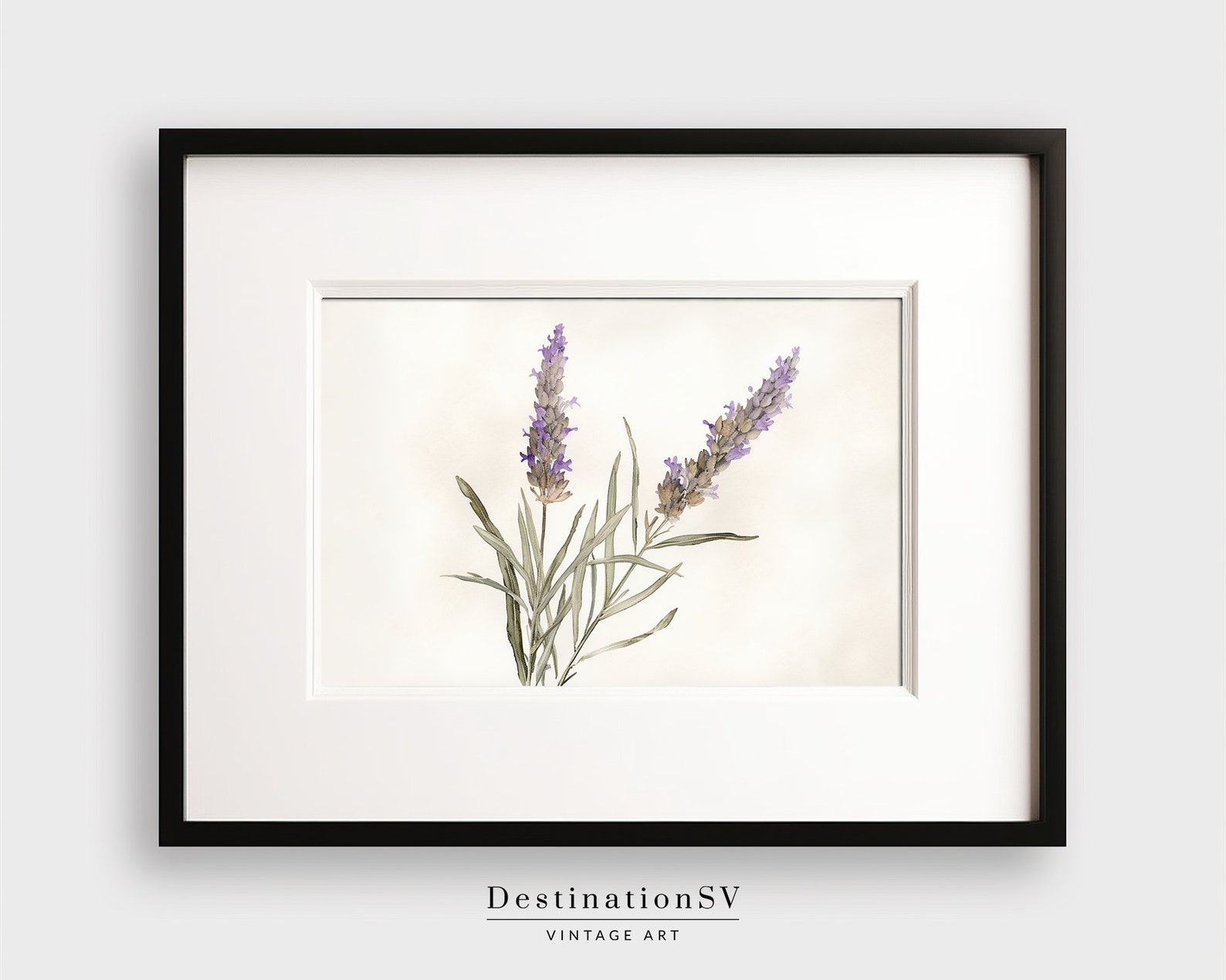 Vintage Lavender Sketch, Botanical Print, Digital Printable, Vintage ...