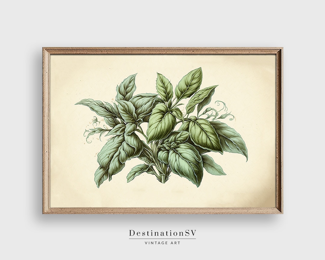 Vintage Basil Botanical Sketch, Vintage Basil Wall Art Print, PRINTABLE ...