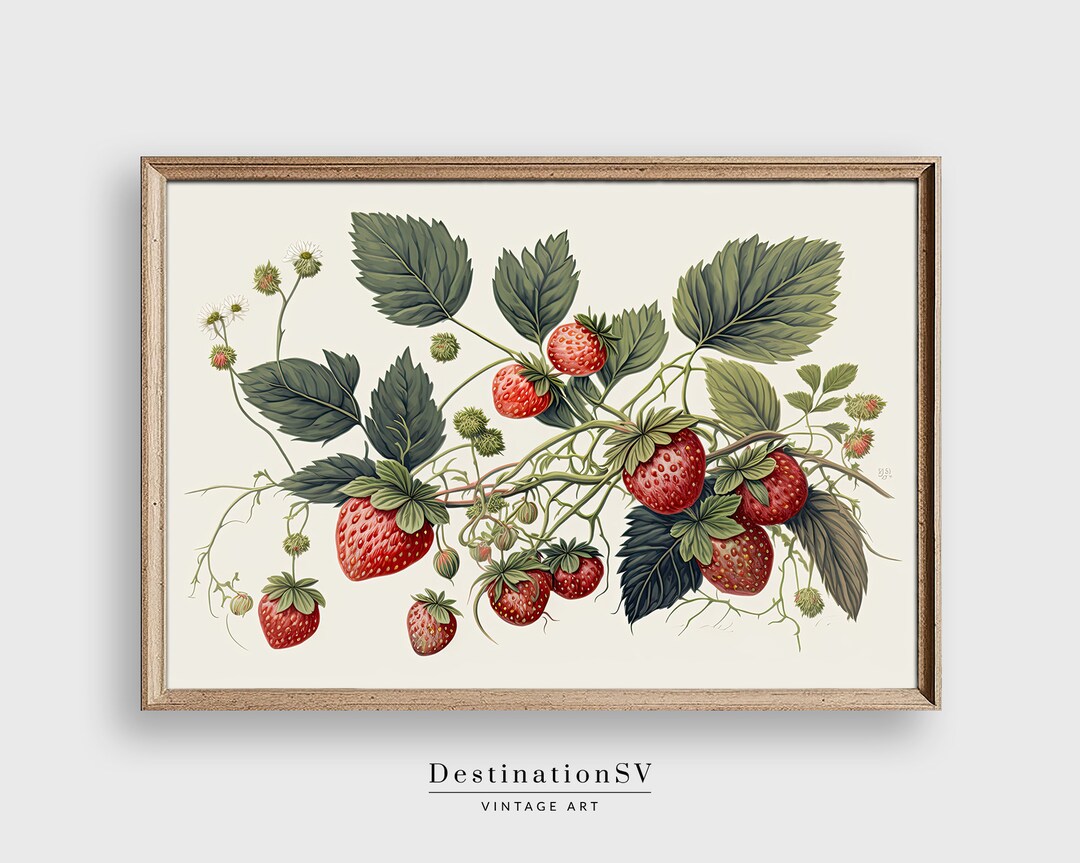 Vintage Strawberry Botanical Illustration, Muted Vintage Strawberry Art ...