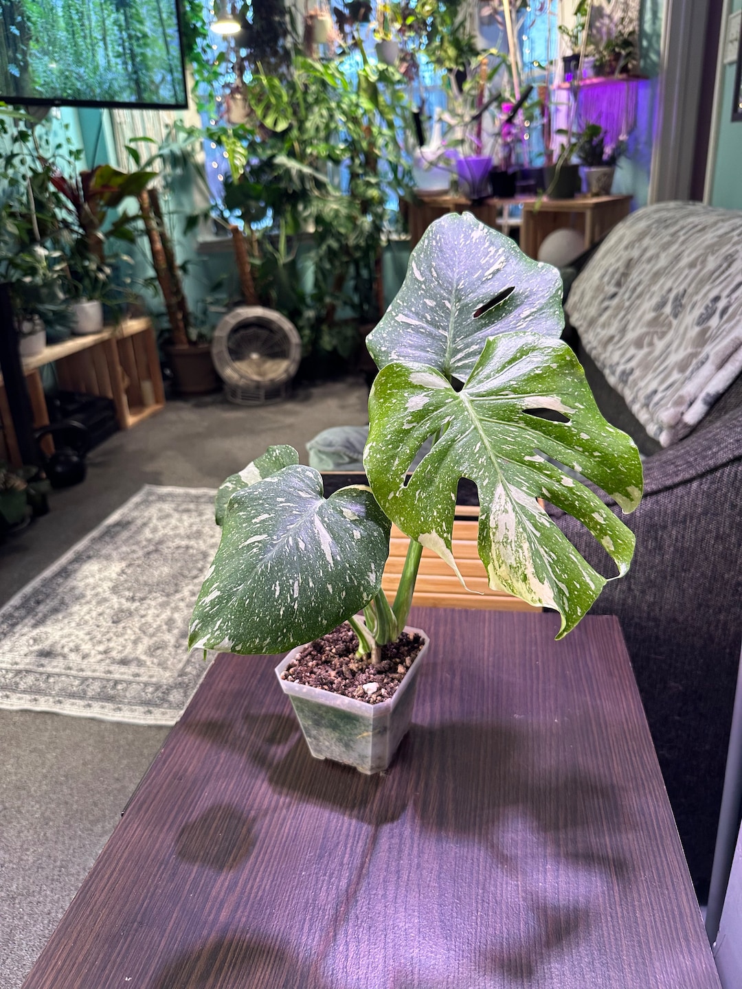 Monstera Thai Constellation - Etsy