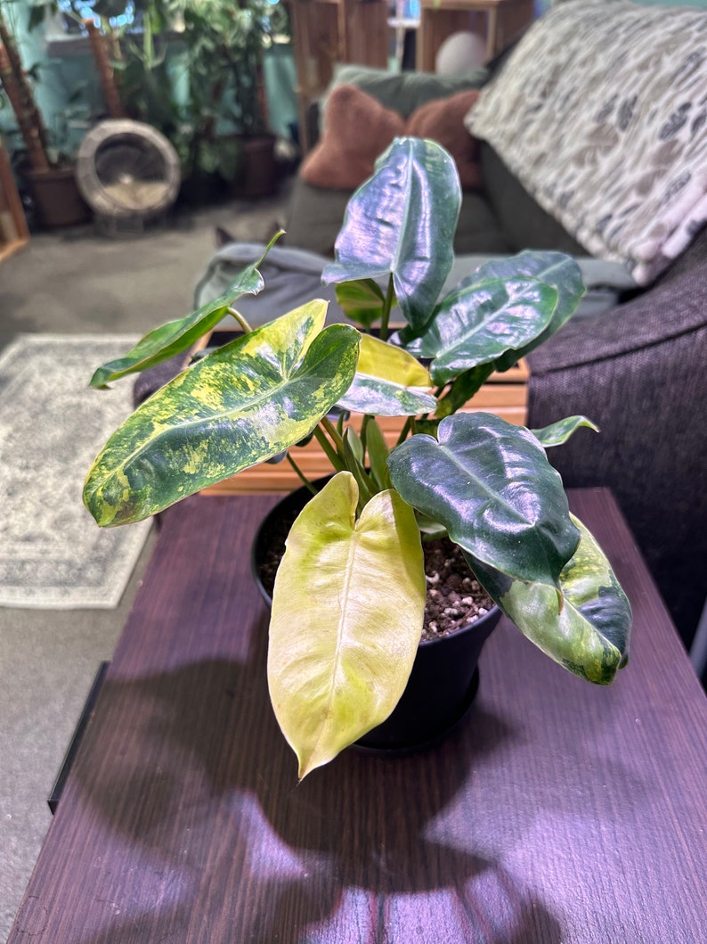 Variegated Philodendron Burle Marx - Etsy
