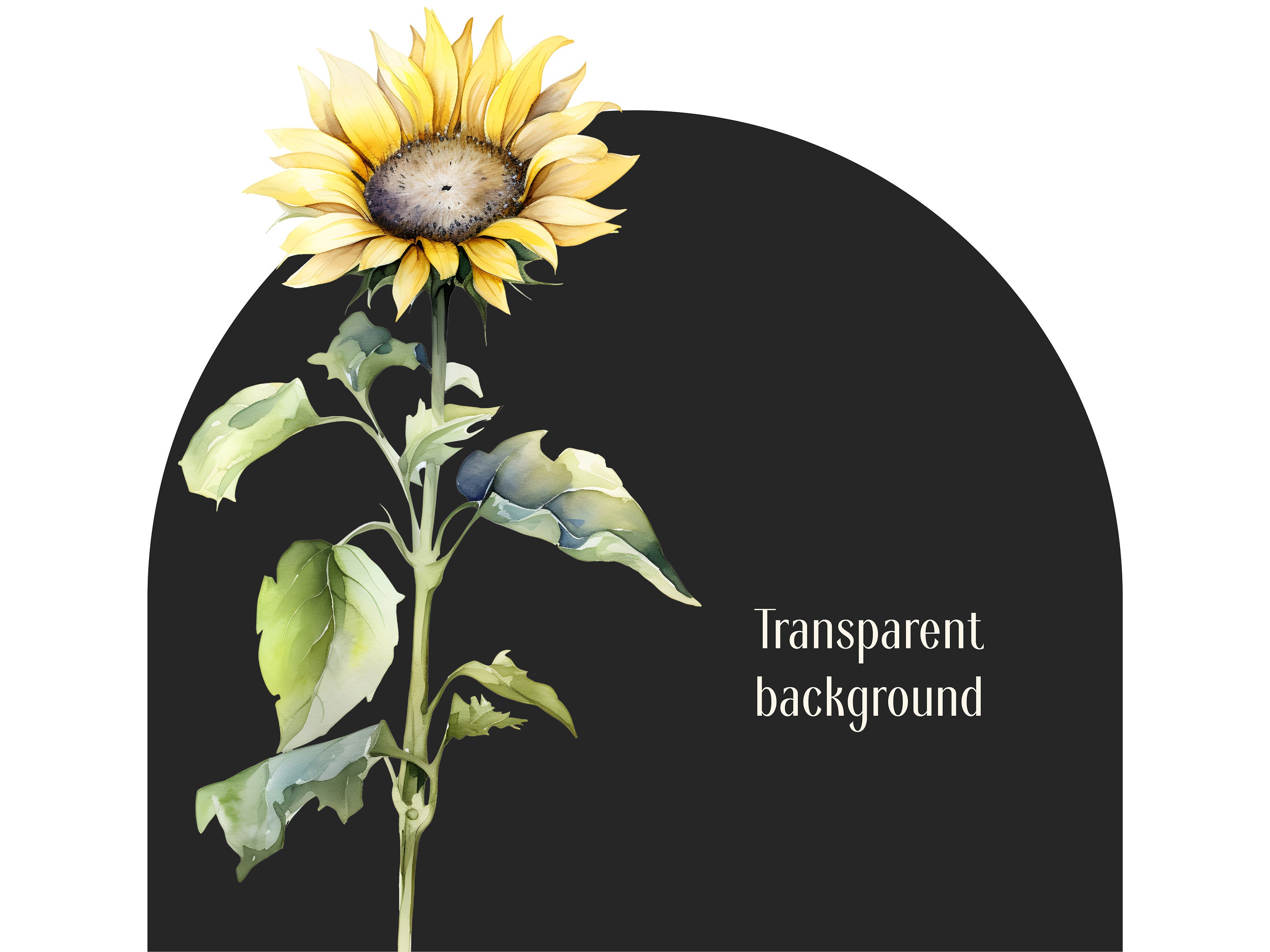 Watercolor Sunflower Clipart PNG, Commercial Use Clip Art, Summer ...