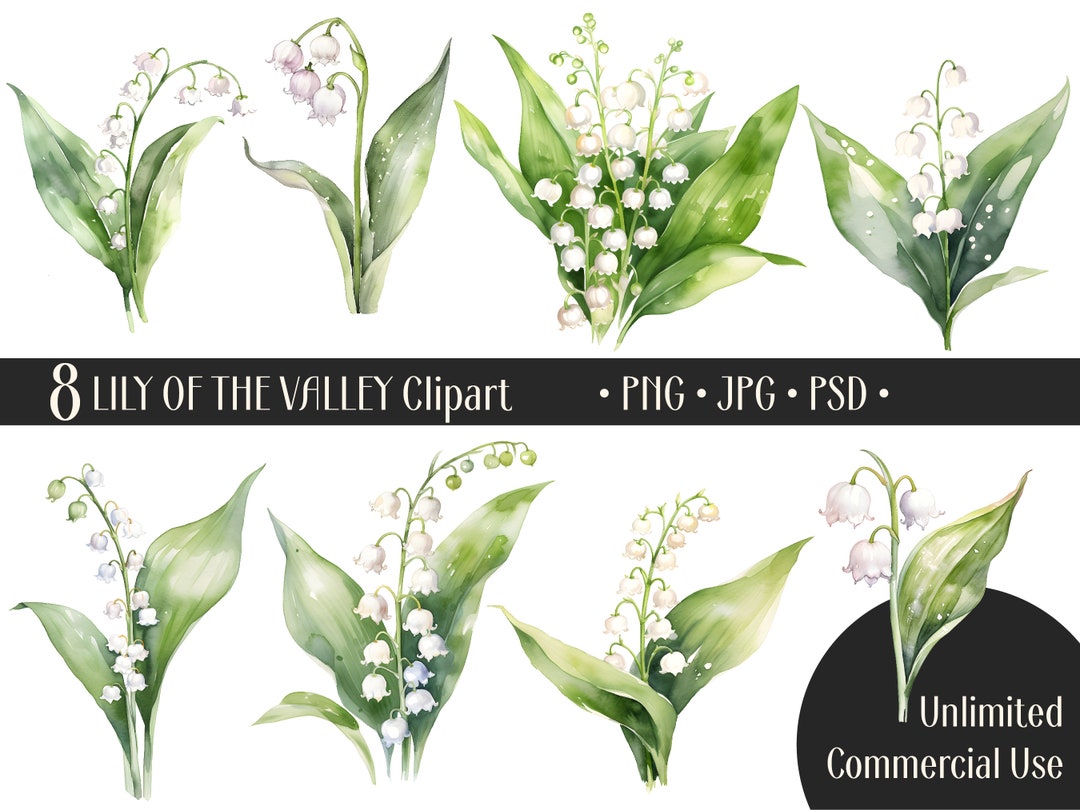 Watercolor Lily of the Valley Clipart PNG, Commercial Use Clip Art, Spring Floral PNG, Digital ...