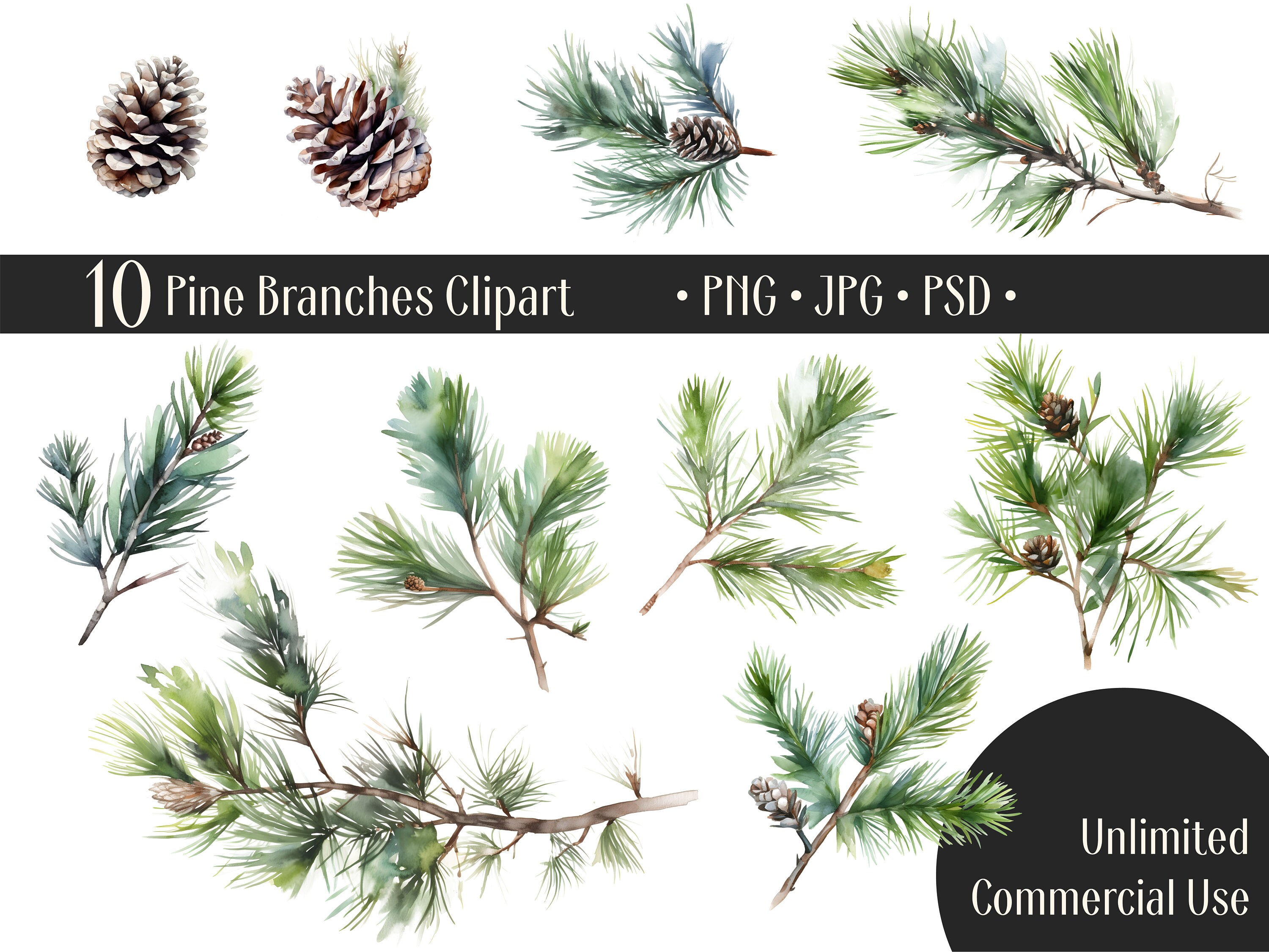 Watercolor Pine Clipart PNG PSD, Pine Cone, Commercial Use Clip Art ...